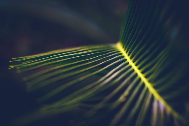 Why Ecology Is An Important Subject To Study